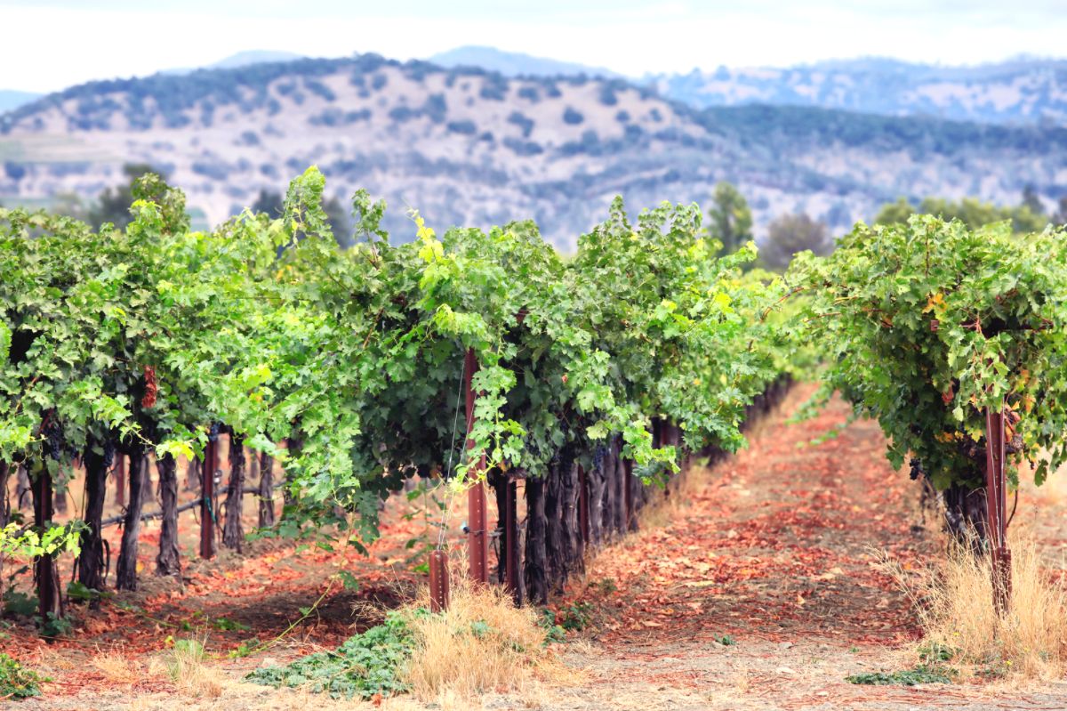 Best California Wine Regions to Visit - Go Travel California