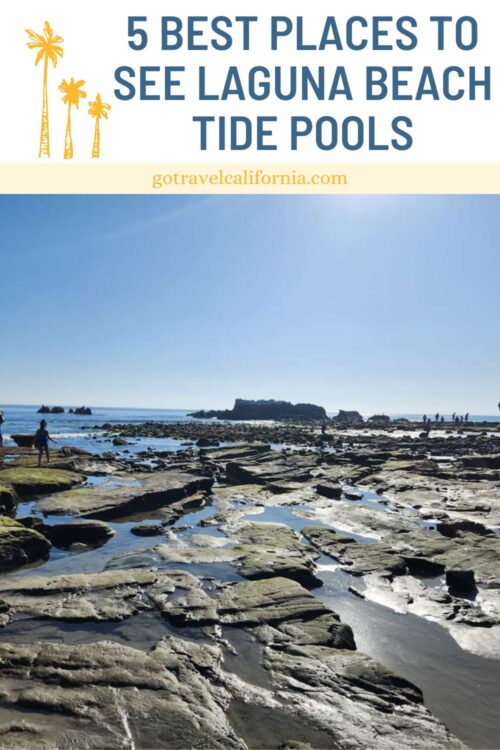 5 Best Places to See Laguna Beach Tide Pools – Go Travel California