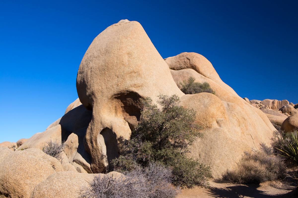 Your Guide to Visiting Joshua Tree [2024] - Go Travel California