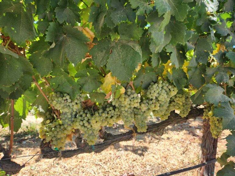 13 Best Lodi Wineries to Visit [+a Bonus] - Go Travel California