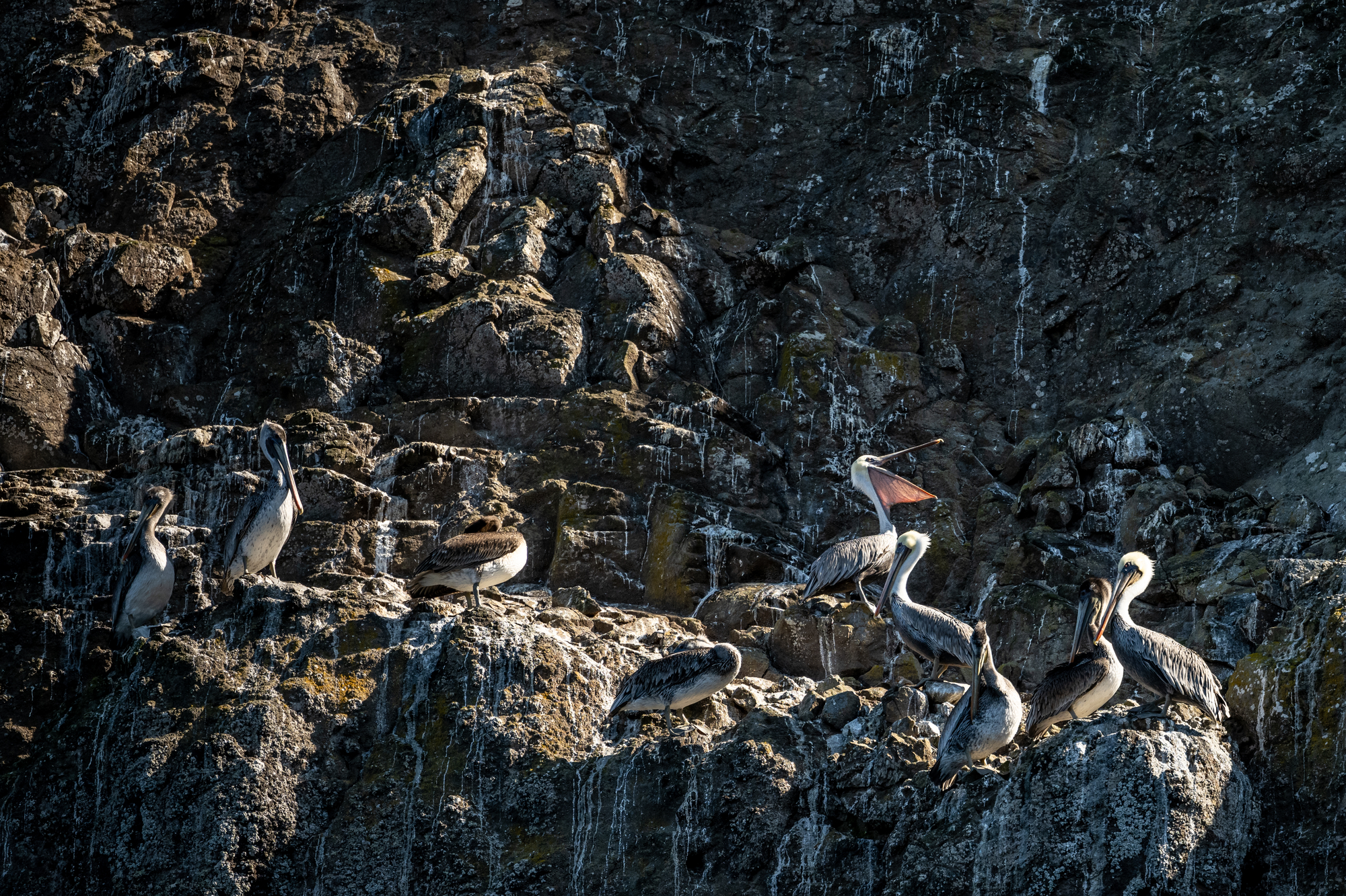 Anacapa Island Day Trip Guide: Channel Islands National Park - Go ...